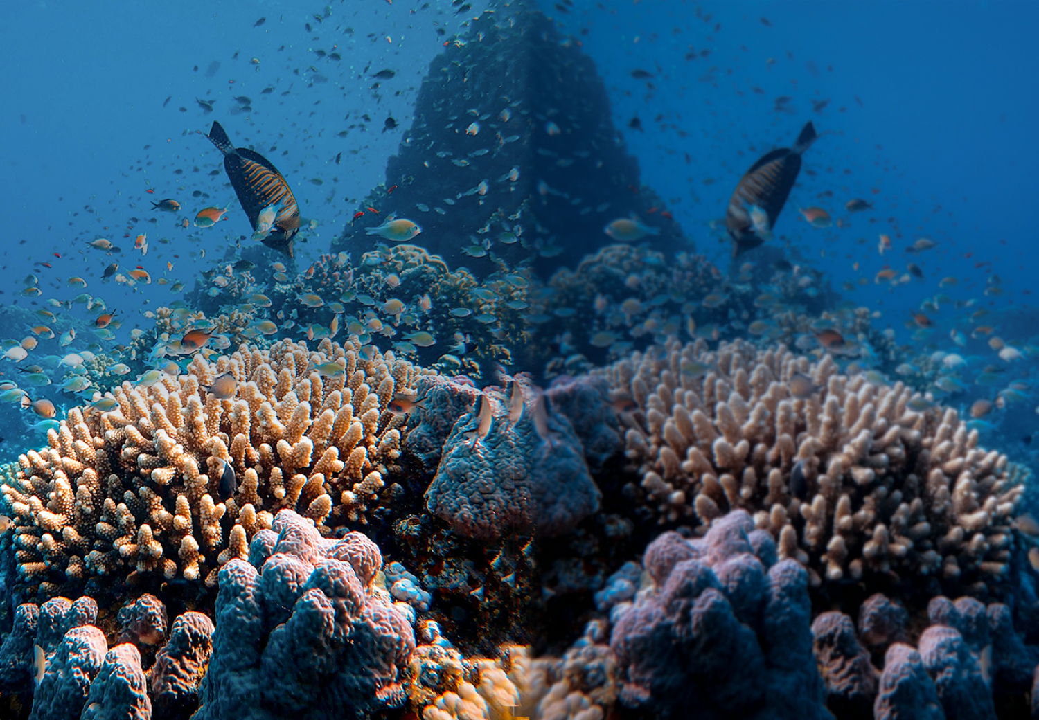 CHASING DORY Underwater Drone_Small & Portable Underwater Drone